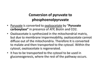 Gluconeogenesis | PDF