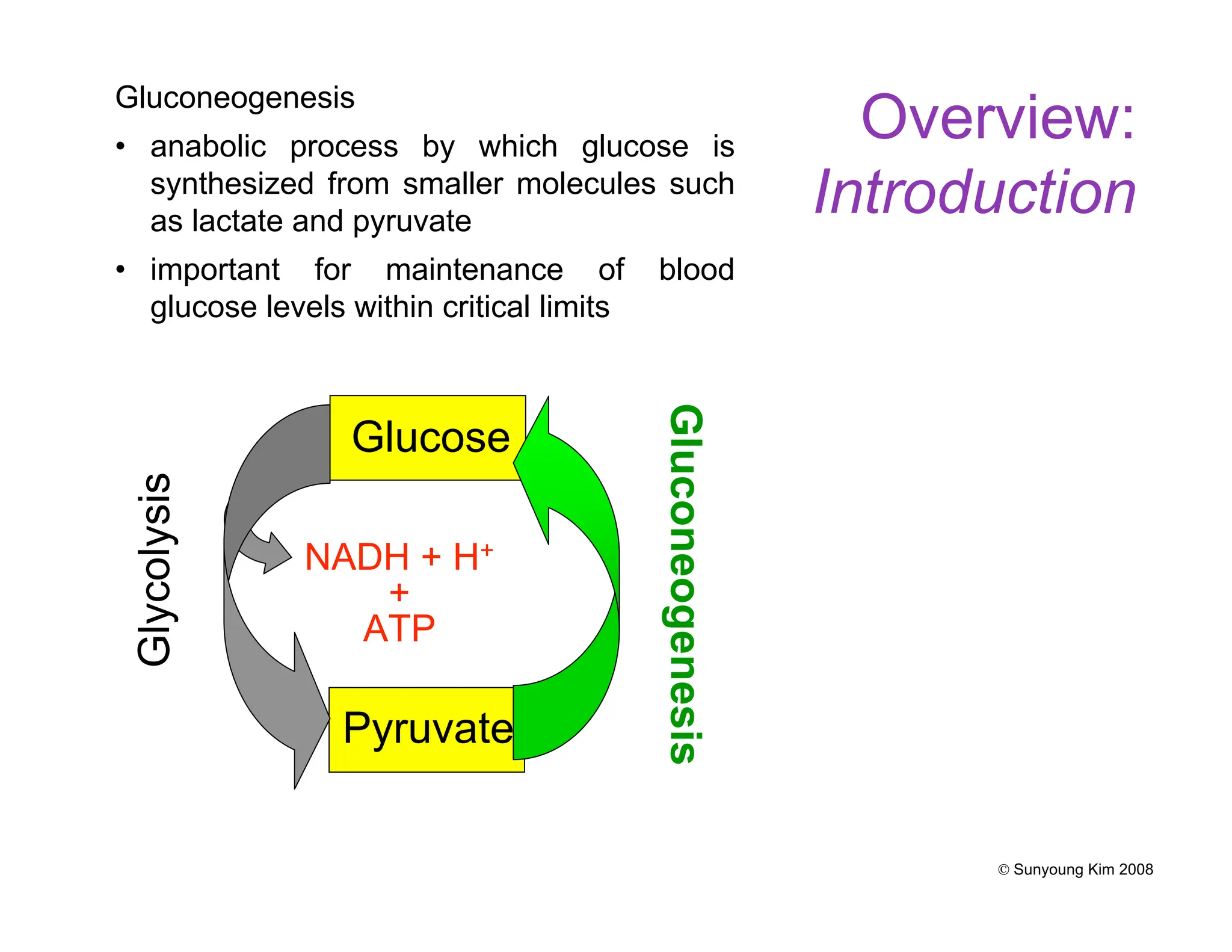 Gluconeogenesis - 2008 Biochem 201 Handout.pdf