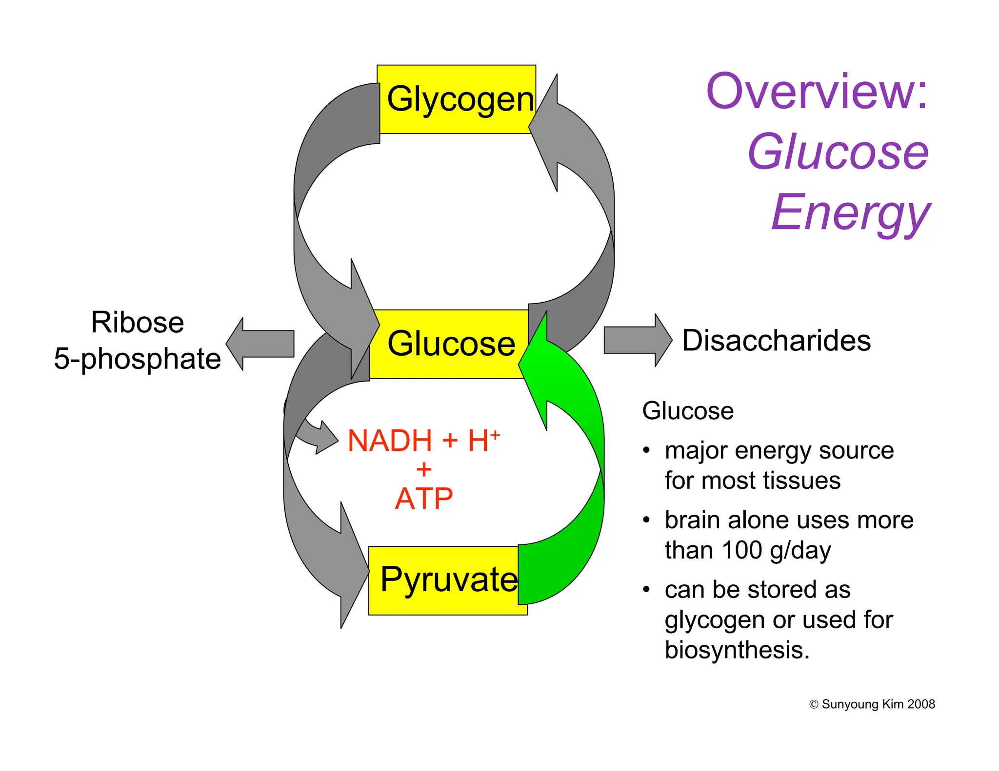 Gluconeogenesis - 2008 Biochem 201 Handout.pdf
