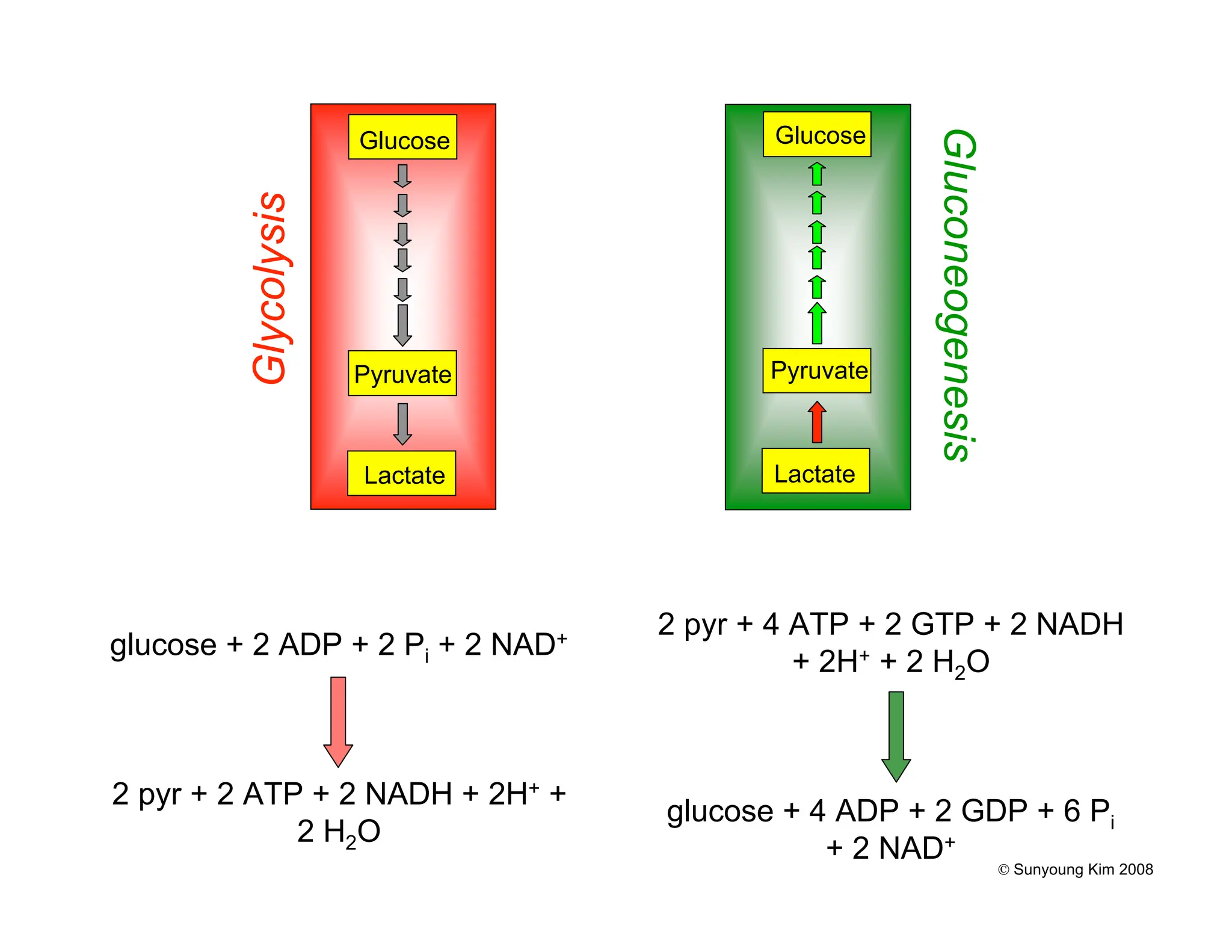 Gluconeogenesis - 2008 Biochem 201 Handout.pdf