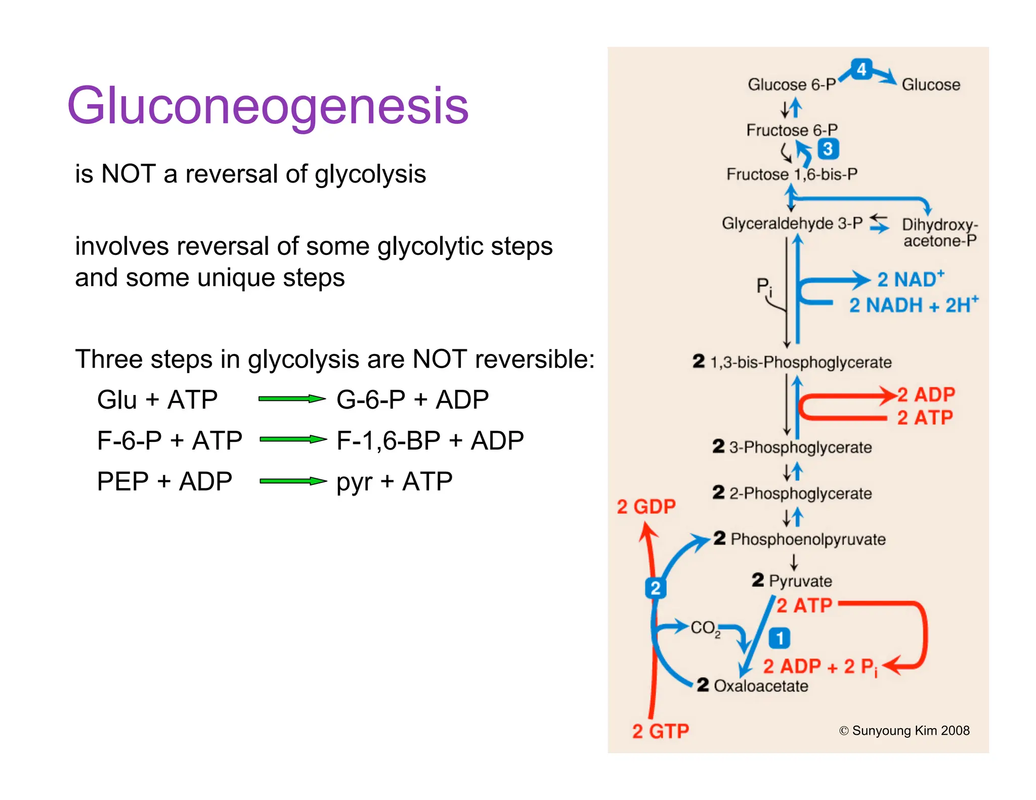 Gluconeogenesis - 2008 Biochem 201 Handout.pdf