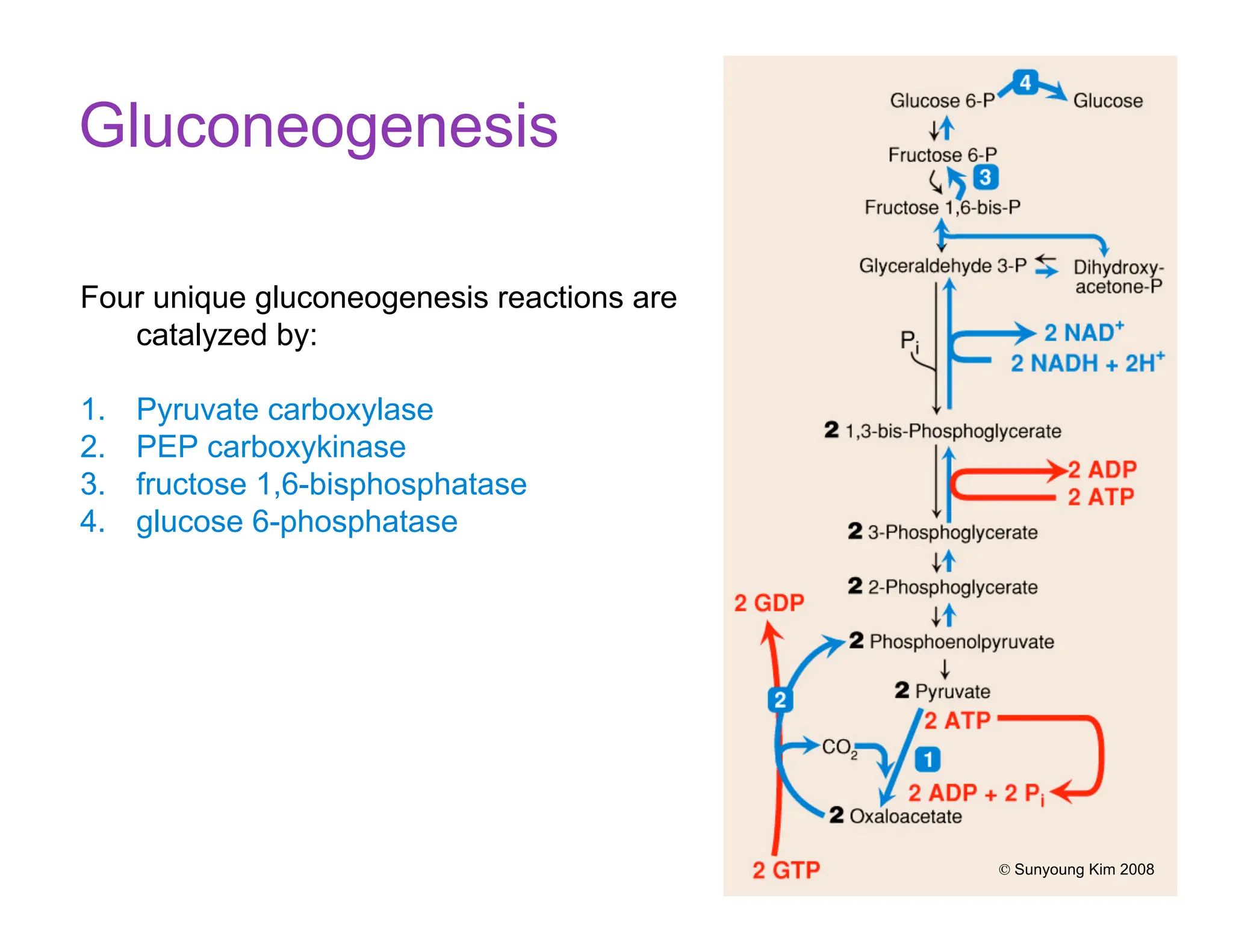 Gluconeogenesis - 2008 Biochem 201 Handout.pdf