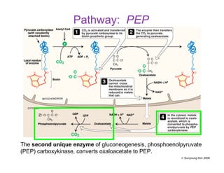 Gluconeogenesis - 2008 Biochem 201 Handout.pdf