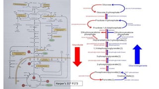 Gluconeogenesis | PPTX