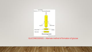 Gluconeogenesis | PPT