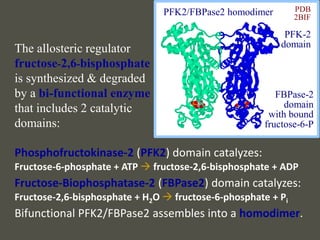 Gluconeogenesis | PDF