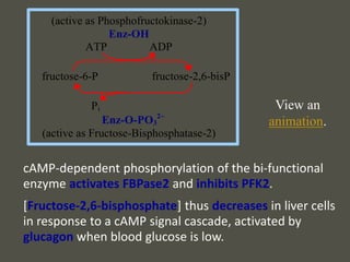 Gluconeogenesis Animation