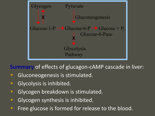 Gluconeogenesis Animation