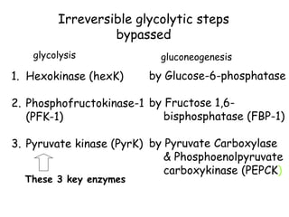 Gluconeogenesis.presentation slides ptx | PPT