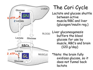 Gluconeogenesis.presentation slides ptx | PPTX