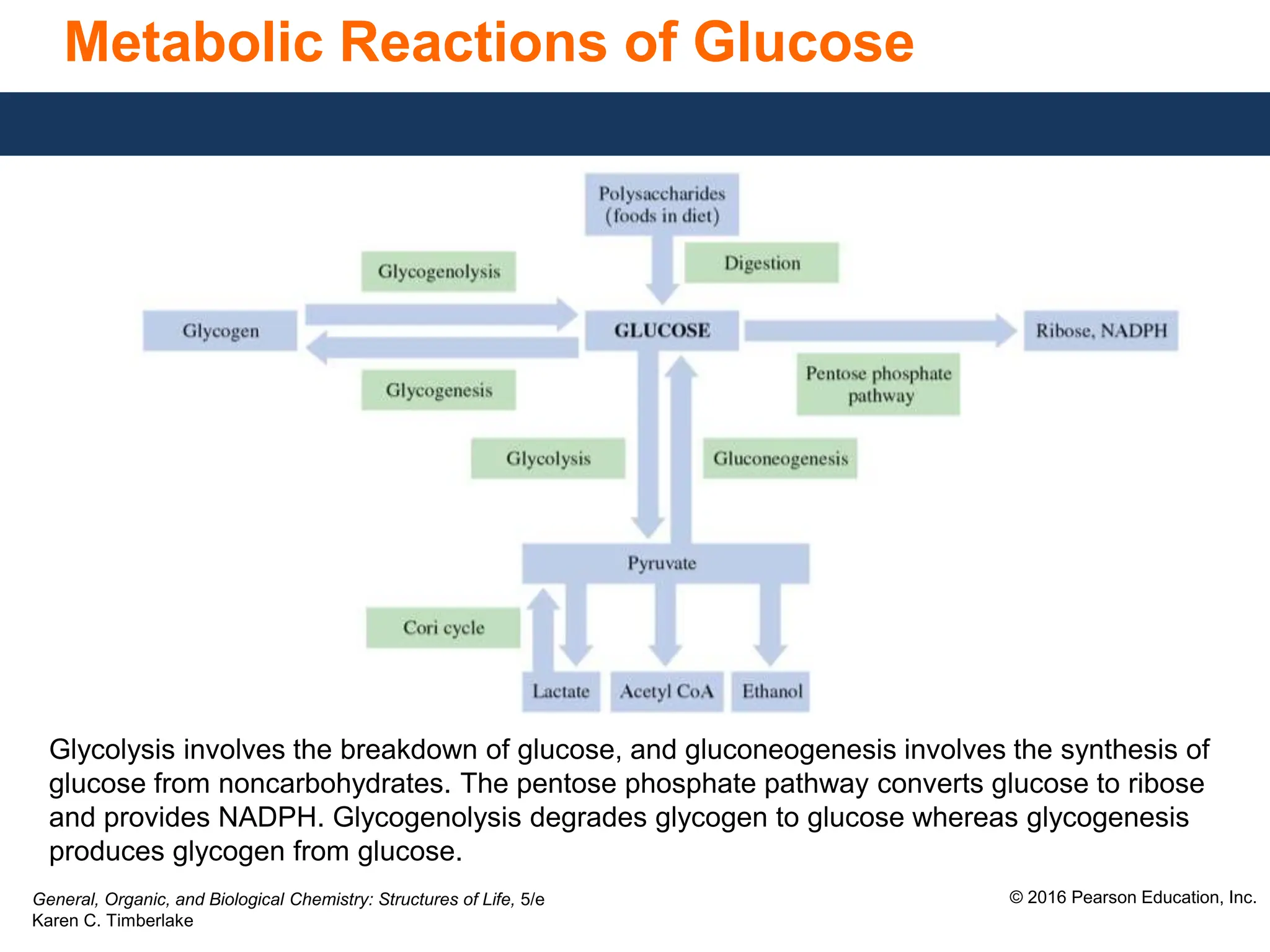 gluconeogenesis Glucose Synthesis .pptx