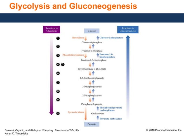 gluconeogenesis Glucose Synthesis .pptx