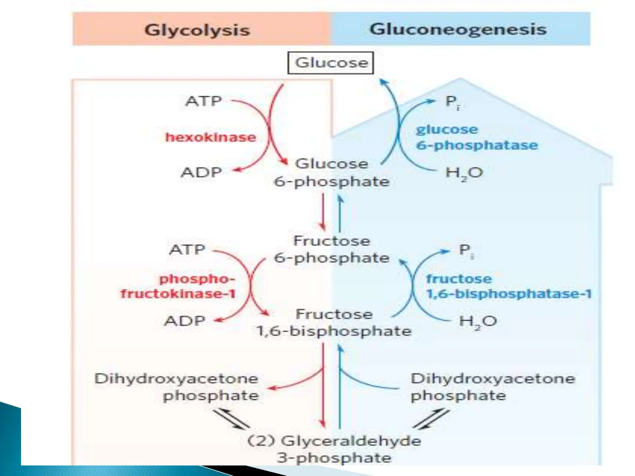 Gluconeogenesis in Biochemistry for B. Pharm Students.pptx