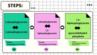 Pharmacy: Gluconeogenesis Quick Presentation.pdf