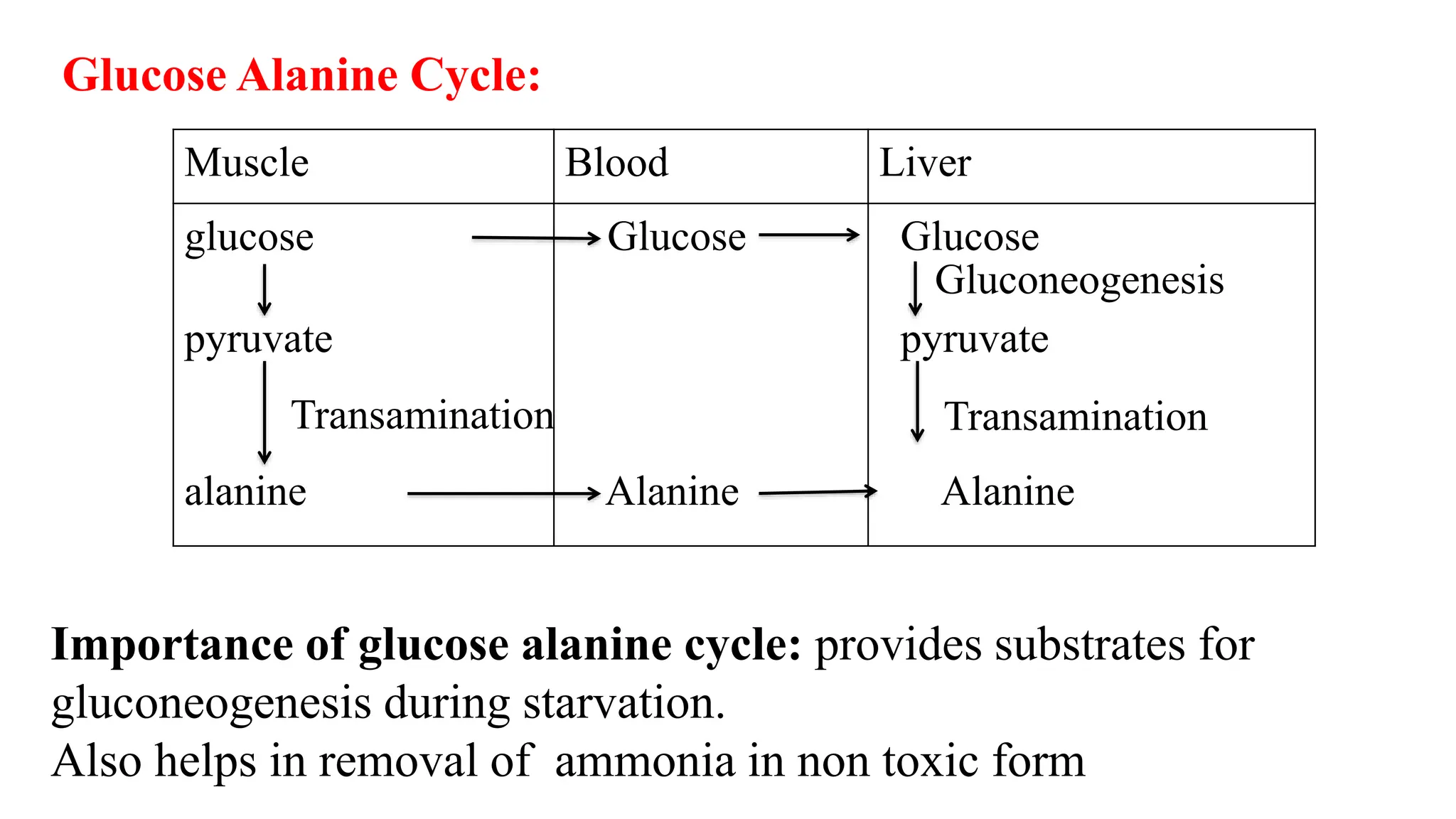Gluconeogenesis Pathway and various sources of gluconeogenesis | PDF