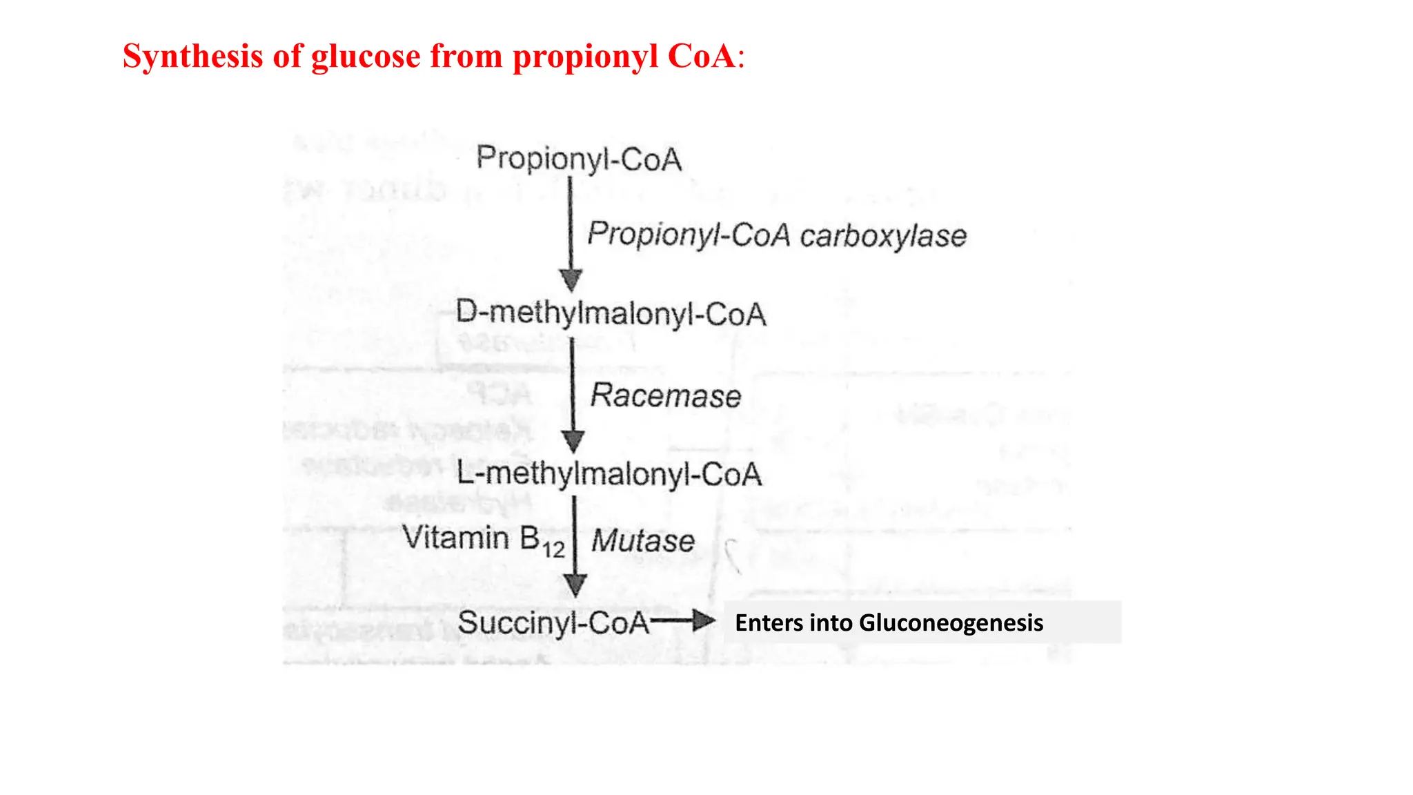 Gluconeogenesis Pathway and various sources of gluconeogenesis | PDF