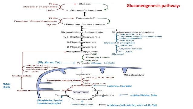 Gluconeogenesis Pathway and various sources of gluconeogenesis | PPT