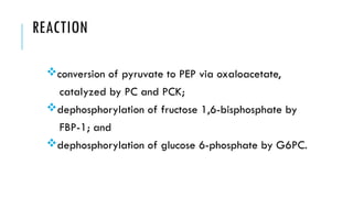 GLUCONEOGENESIS metabolism of carbohydrates.pptx