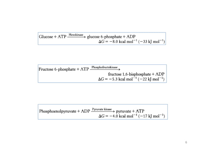 GLUCONEOGENESIS 2.ppt