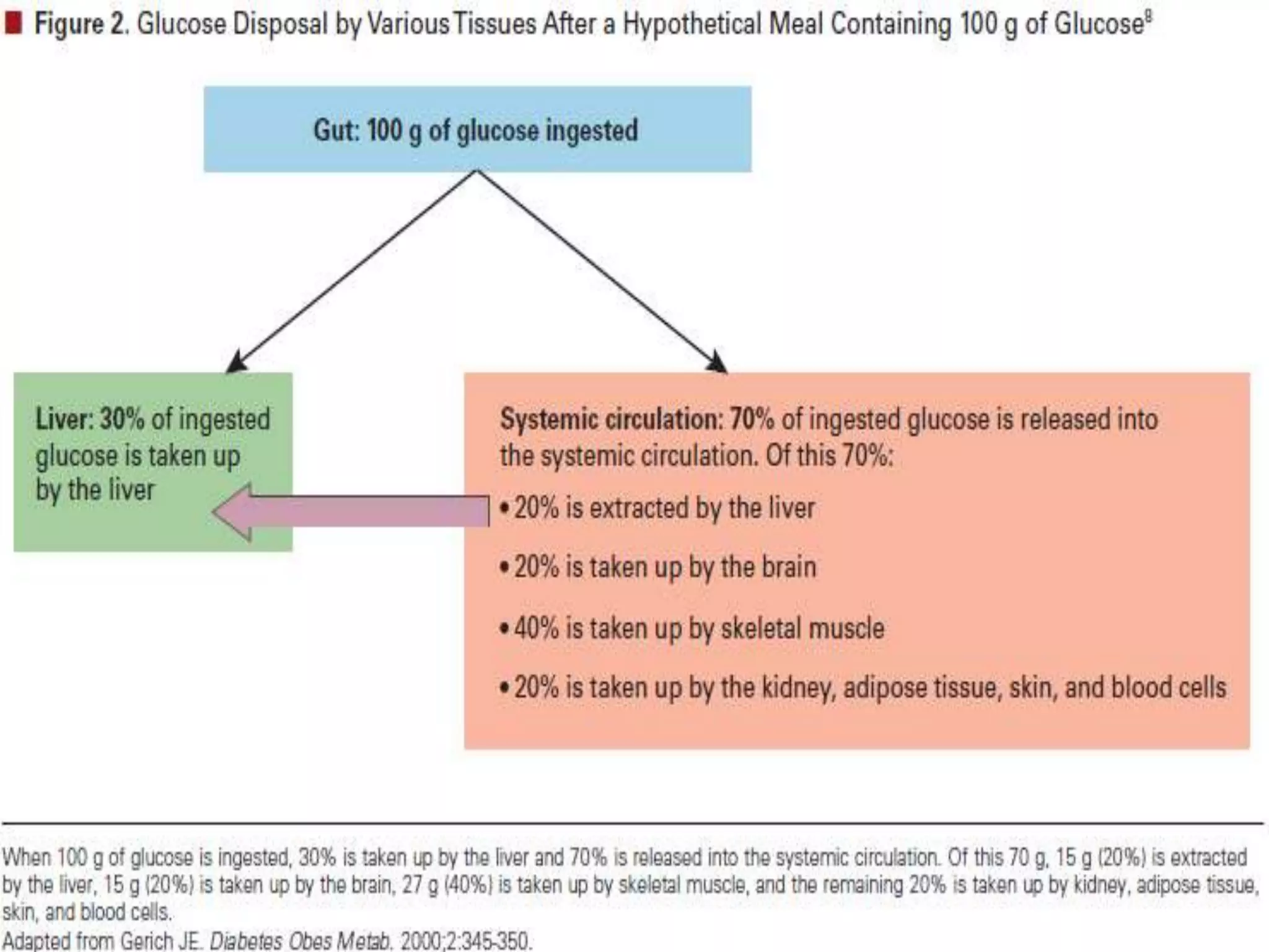 Gluconeogenesis and Control of Blood Glucose.pptx