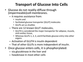Gluconeogenesis and Control of Blood Glucose.pptx