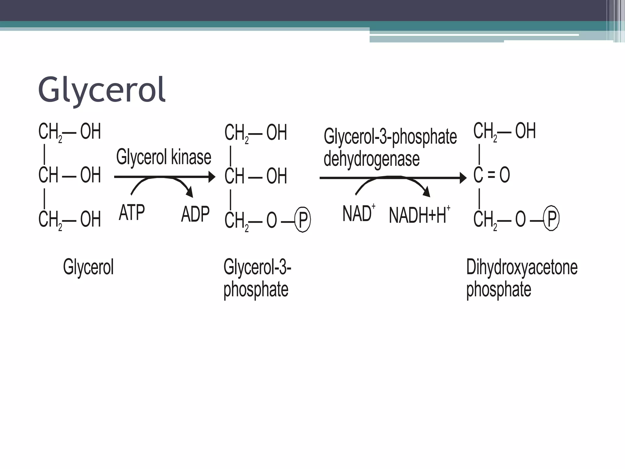 Gluconeogenesis and glycogen metabolism | PPTX