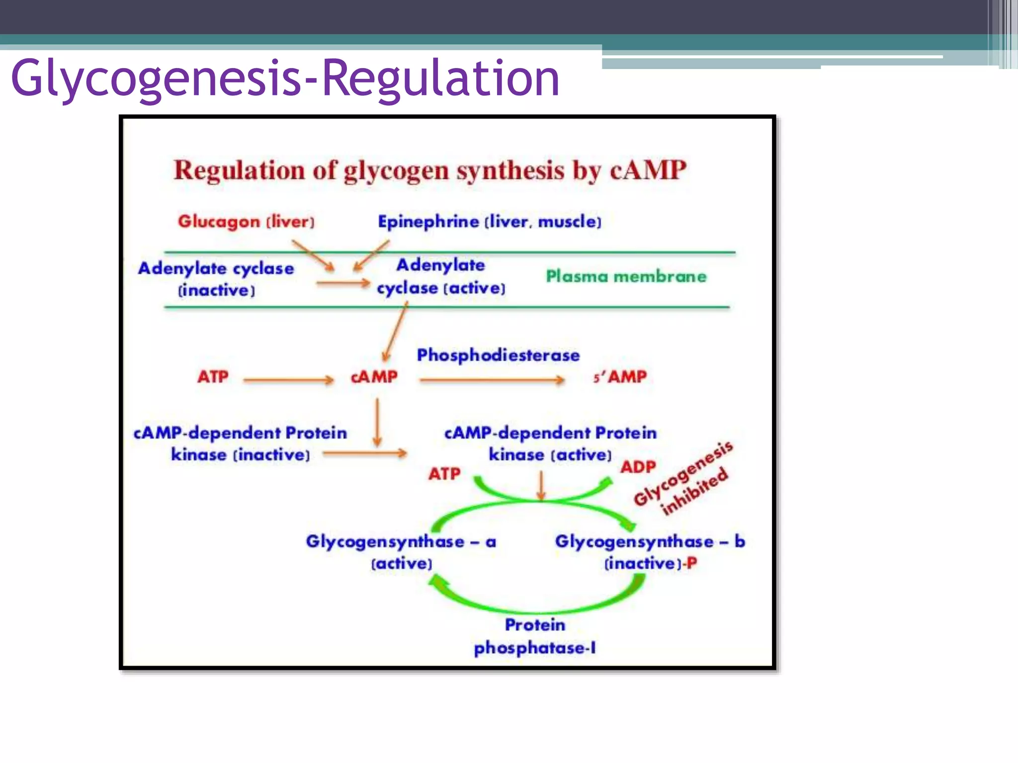 Gluconeogenesis and glycogen metabolism | PPTX