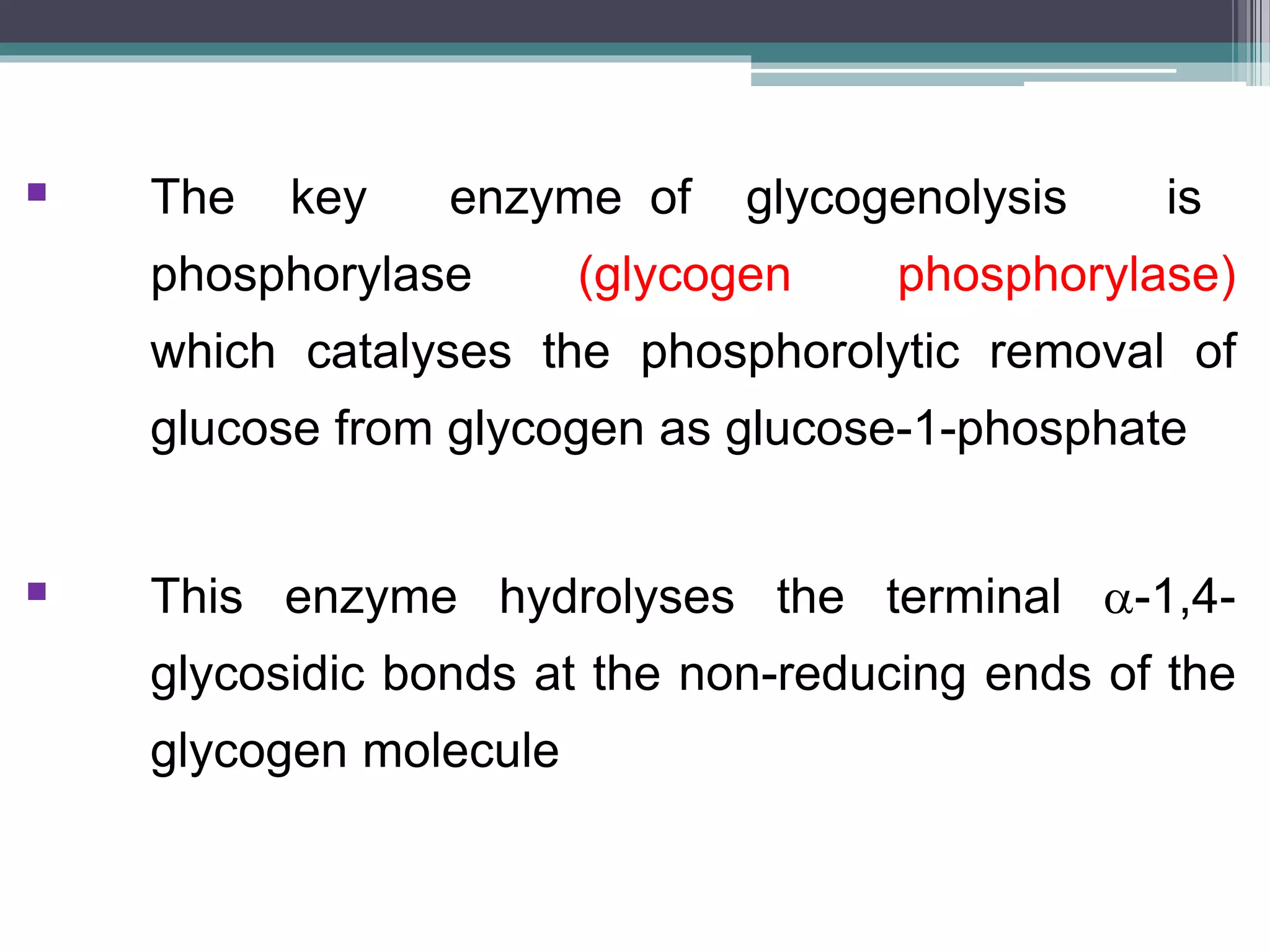 Gluconeogenesis and glycogen metabolism | PPTX