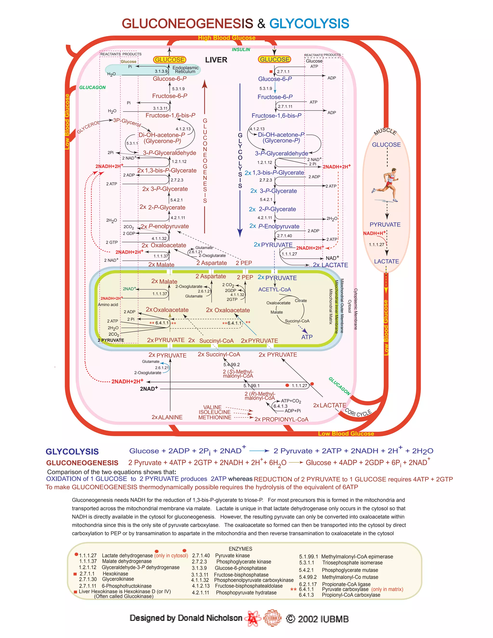 Gluconeogenesis and glycolisis | PDF