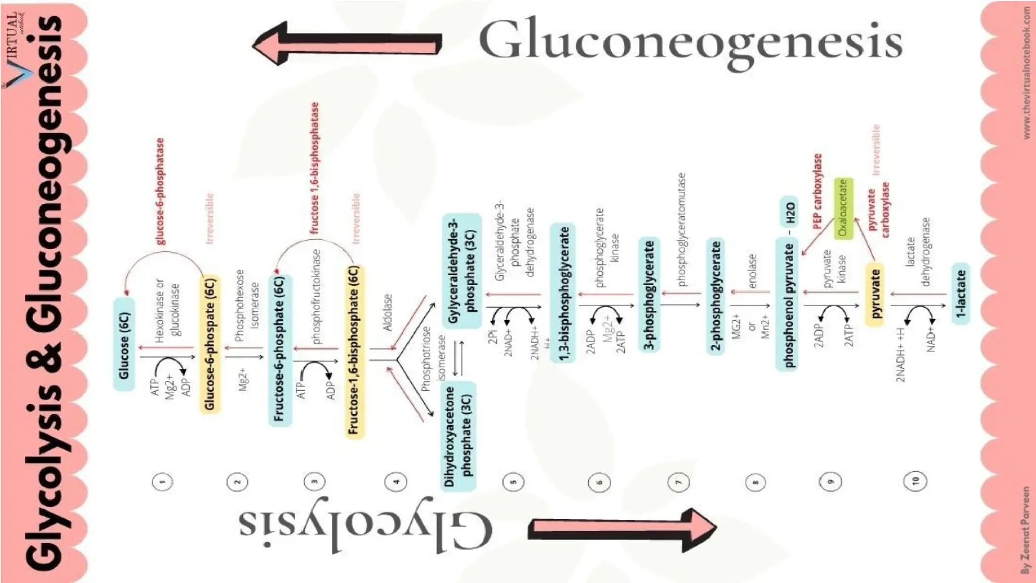 Gluconeogenesis (glucose from non carbohydrate sources) pptx | PPTX
