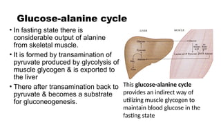 Gluconeogenesis (glucose from non carbohydrate sources) pptx | PPTX