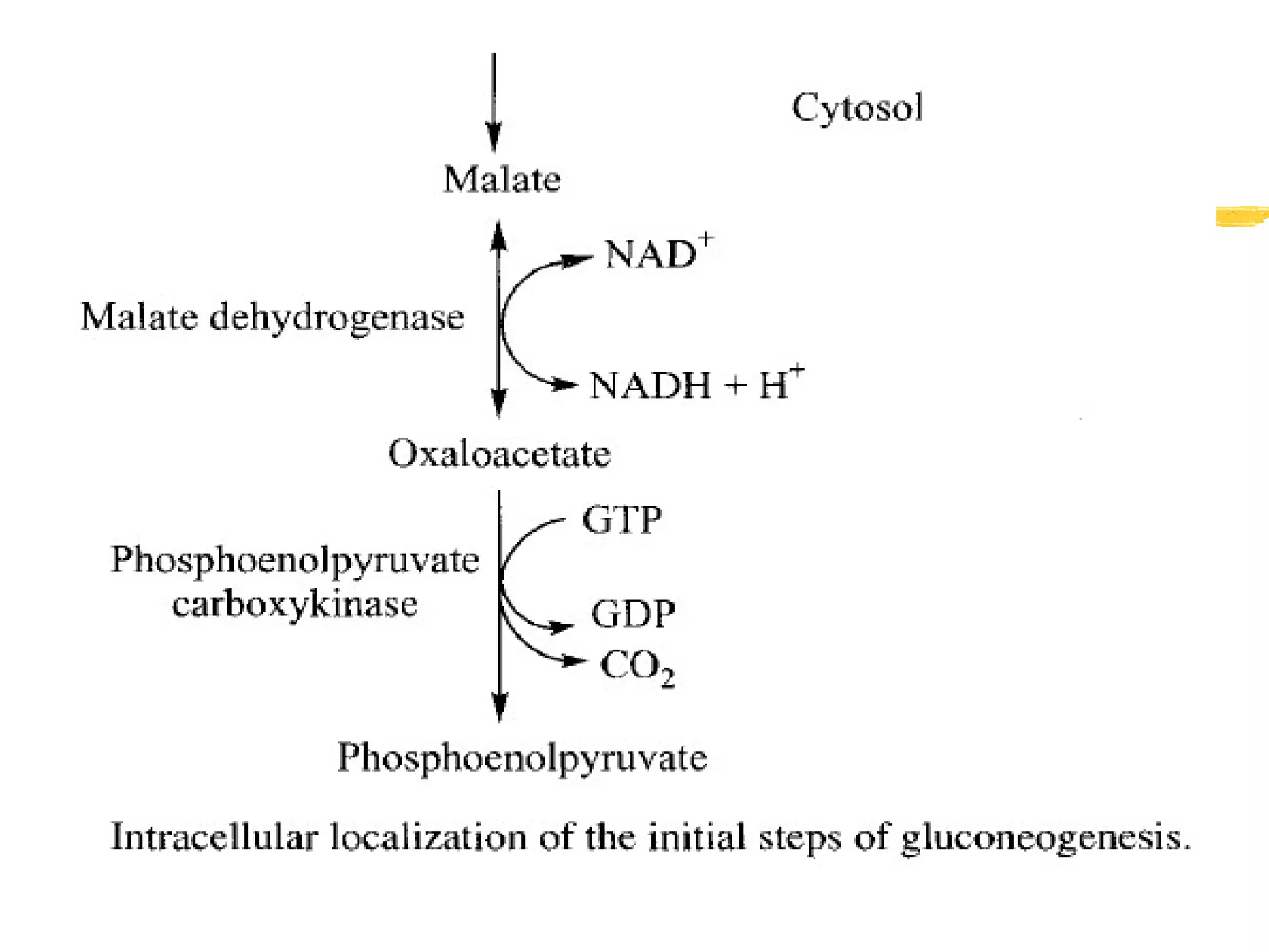 Gluconeogenesis for medical school | PPT
