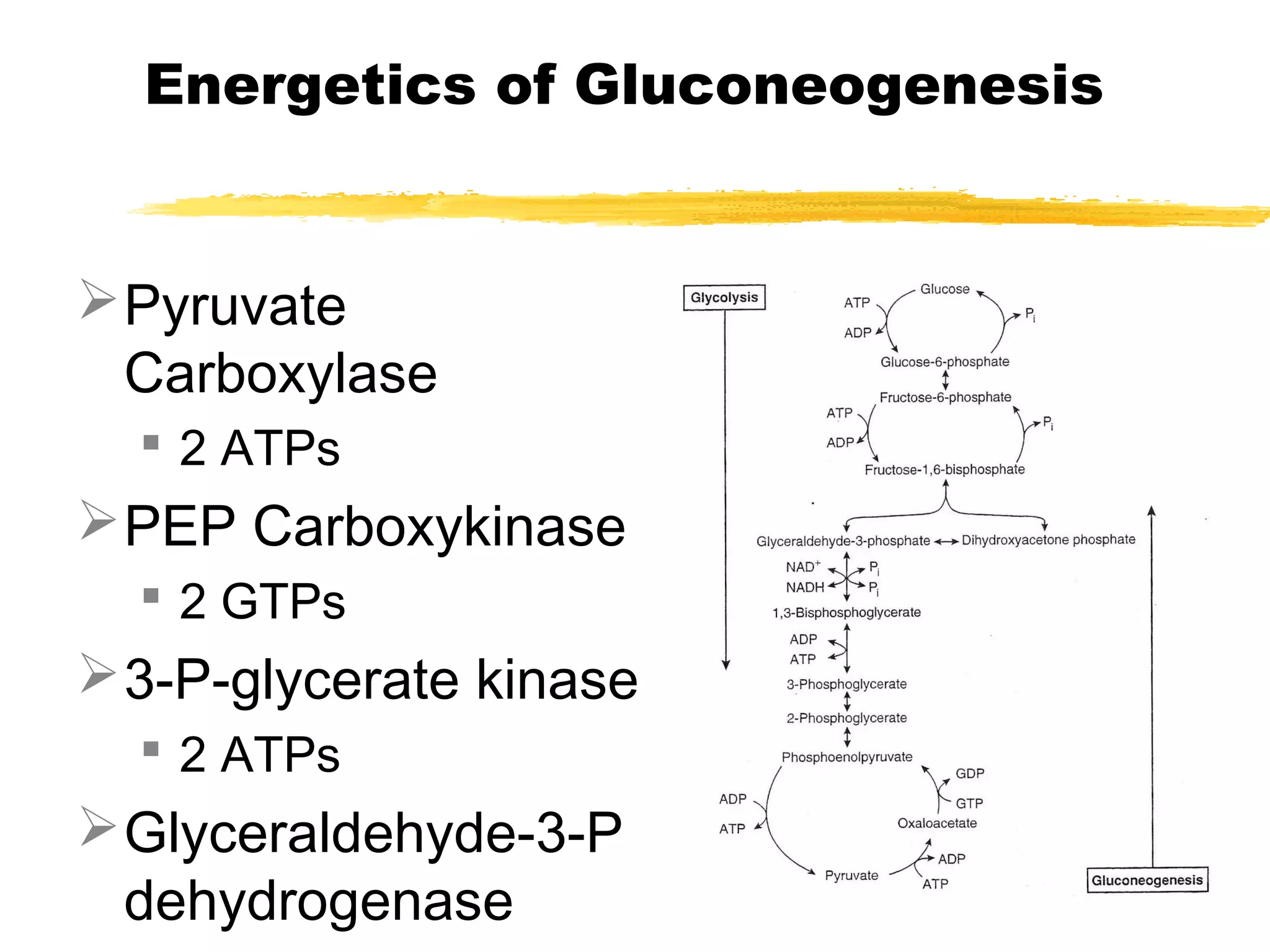 Gluconeogenesis for medical school | PPT