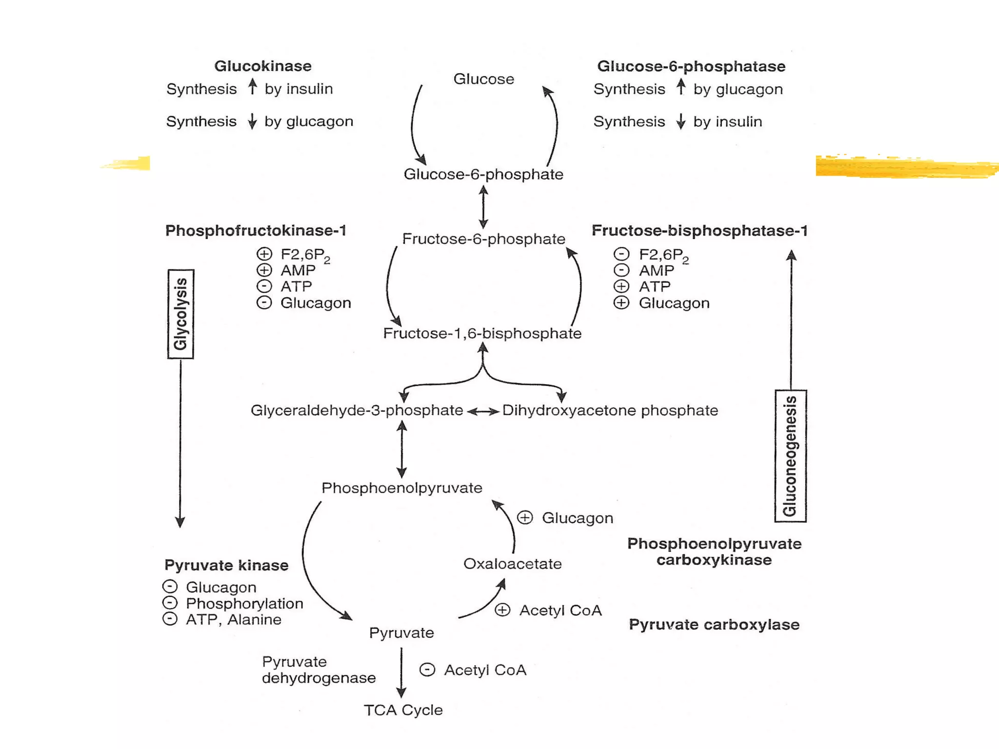 Gluconeogenesis for medical school | PPT