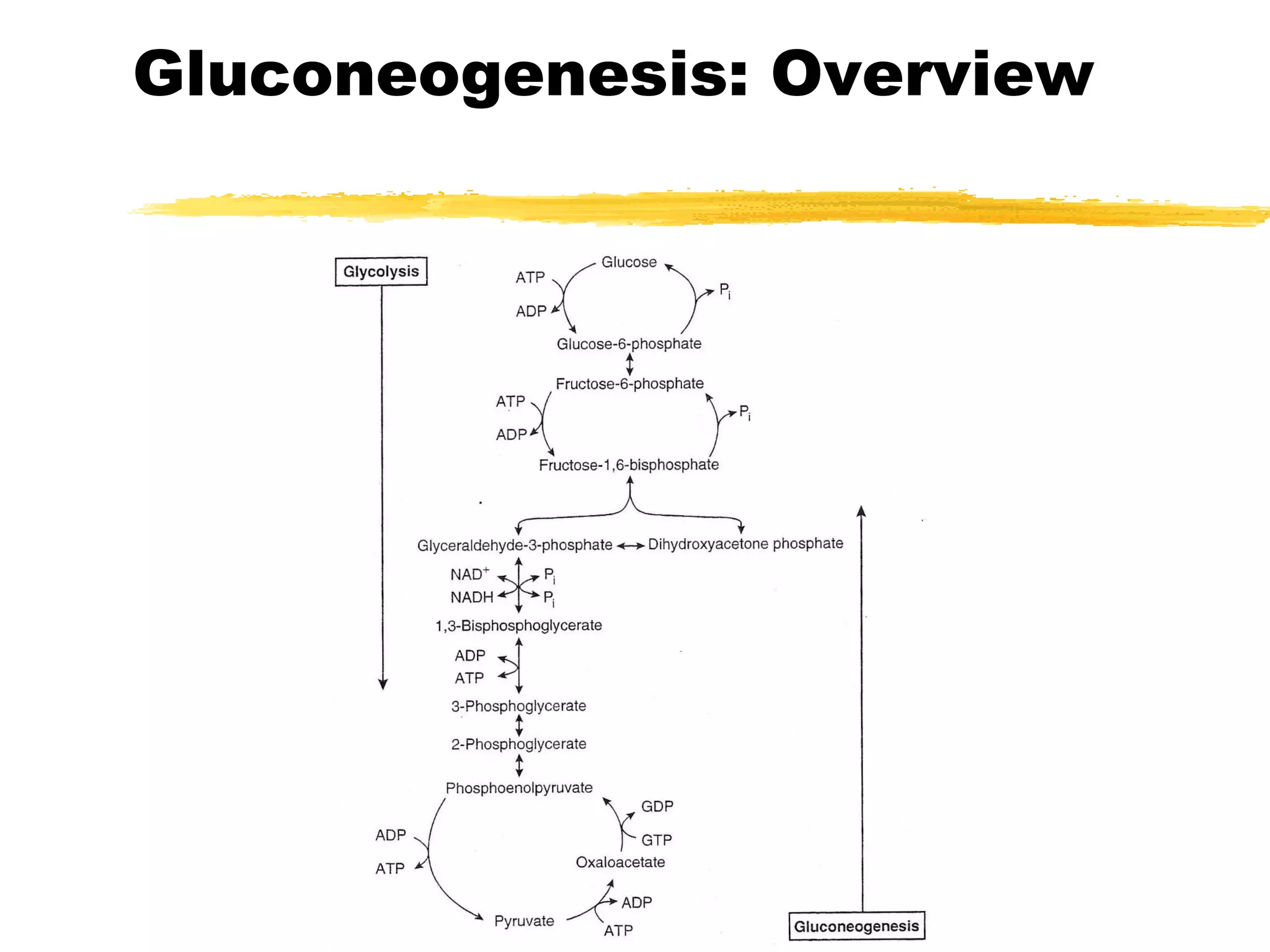 Gluconeogenesis for medical school | PPT