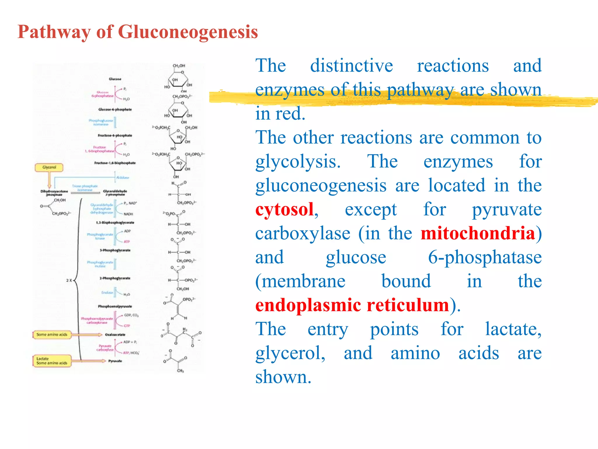 Gluconeogenesis for medical school | PPT