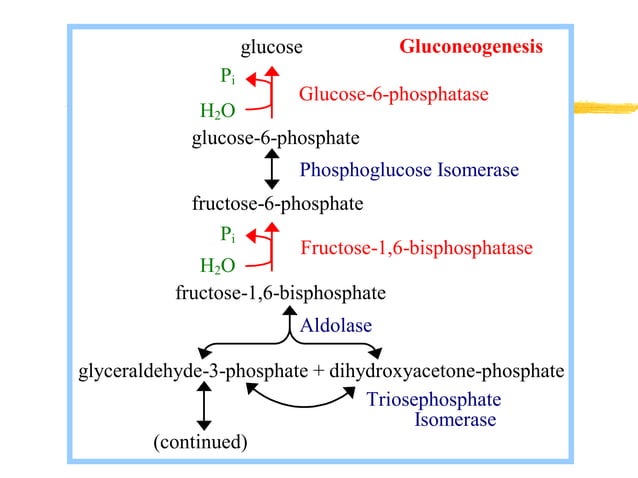 Gluconeogenesis for medical school | PPT
