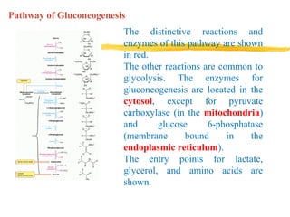 Gluconeogenesis for medical school | PPT