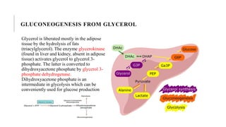gluconeogenesis group 1 discussion presentation | PPTX