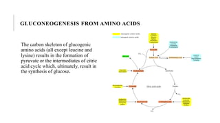 gluconeogenesis group 1 discussion presentation | PPTX