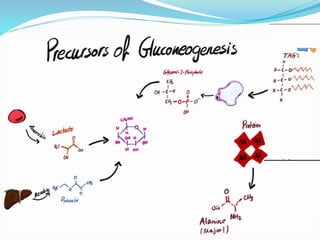 Gluconeogenesis ppt | PPTX | Endocrine and Metabolic Diseases | Diseases and Conditions