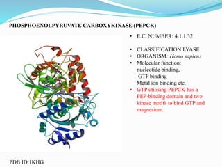 Gluconeogenesis ppt | PPTX | Endocrine and Metabolic Diseases ...