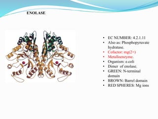 Gluconeogenesis ppt | PPTX | Endocrine and Metabolic Diseases ...