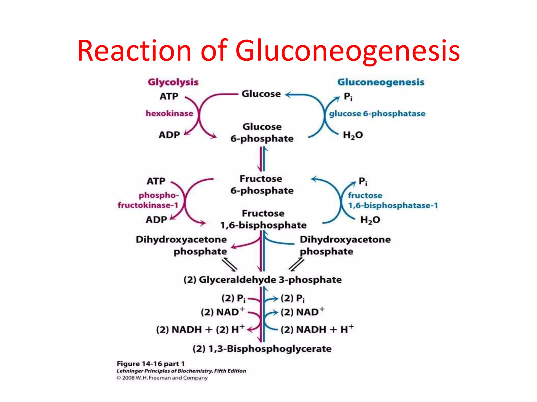 Gluconeogenesis ppt gate notes pptx.pptx
