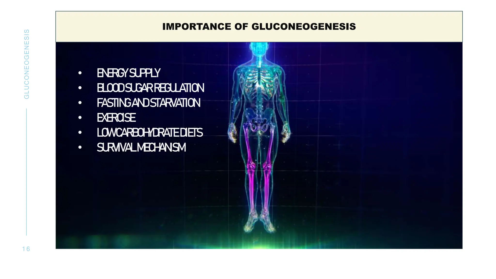 GLUCONEOGENESIS Presentation.pptx