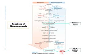 GLUCONEOGENESIS Presentation.pptx