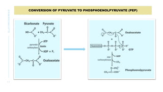 GLUCONEOGENESIS Presentation.pptx