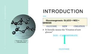 GLUCONEOGENESIS Presentation.pptx