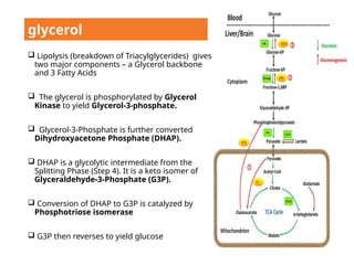 Gluconeogenesis_Presentation22.pptxhhhhhh | PPTX