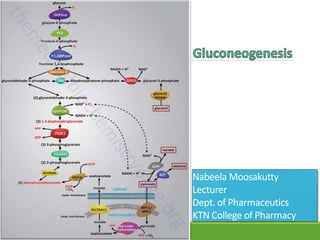 Gluconeogenesis Animation